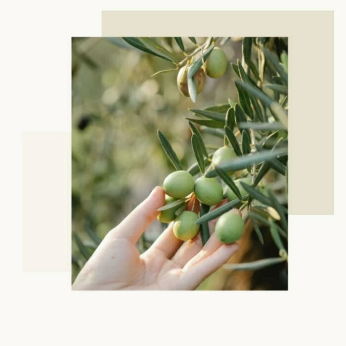 About Us - Botani